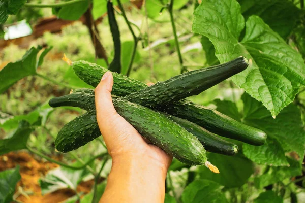 harvest cucumbers farm agriculture vegetable gardens - Stock Image ...