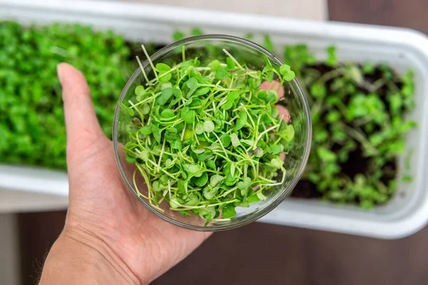 Fresh micro greens. Growing sprouts for healthy salad. restaurant ...
