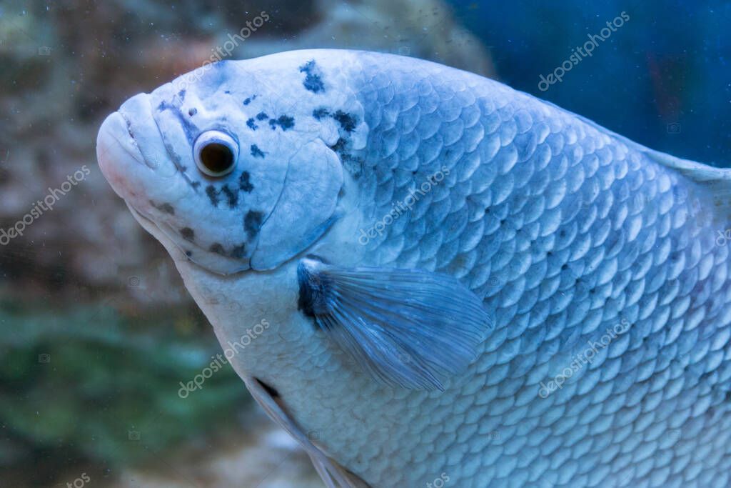 mármol gourami pescado. Un morfo criado en cautividad de Three Spot ...