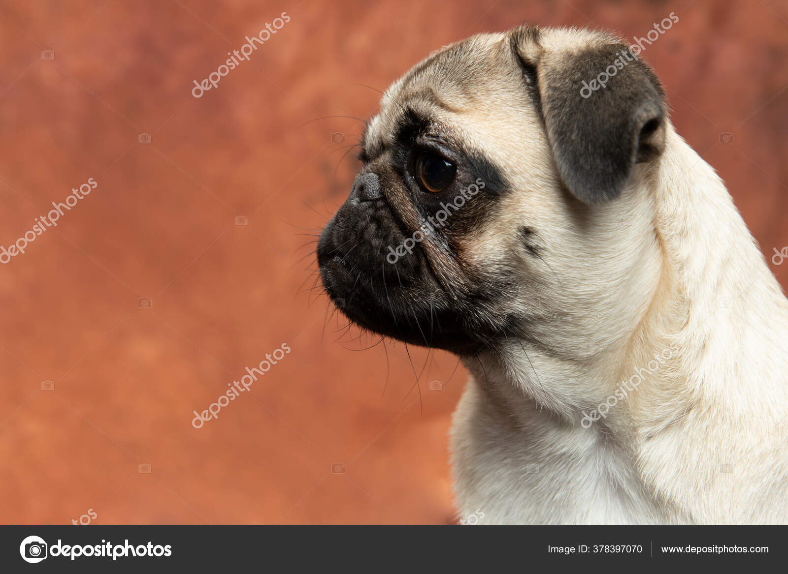 Close Pug ⬇ Stock Photo, Image by © aarrttuurr #378397070