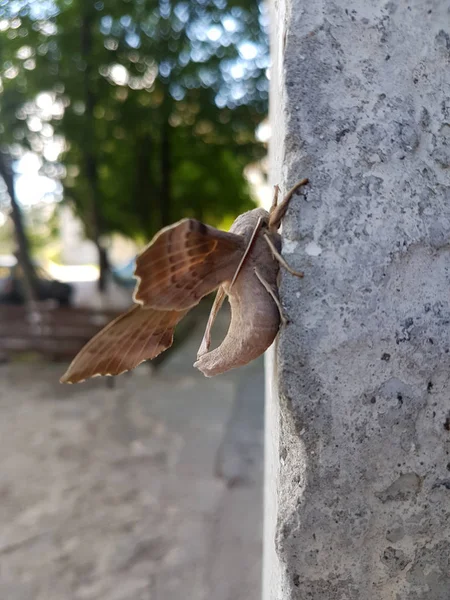 Large flying insect Stock Photos, Royalty Free Large flying insect ...