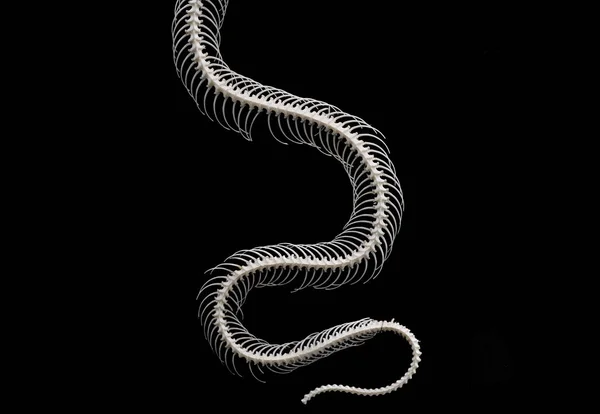 Snake skeleton Stock Photos, Royalty Free Snake skeleton Images ...