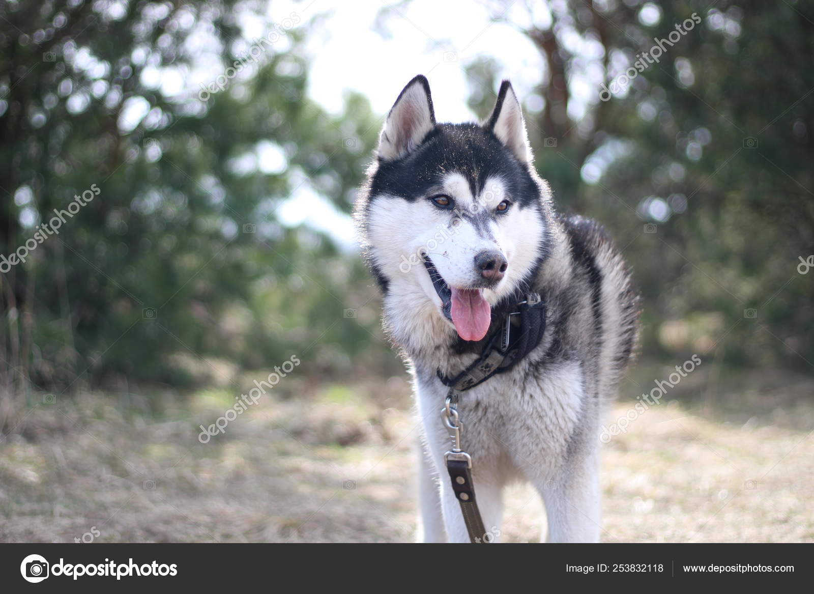 How Long To Walk Siberian Husky