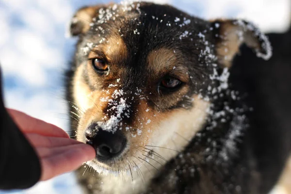 Dog ice pack Stock Photos, Royalty Free Dog ice pack Images | Depositphotos