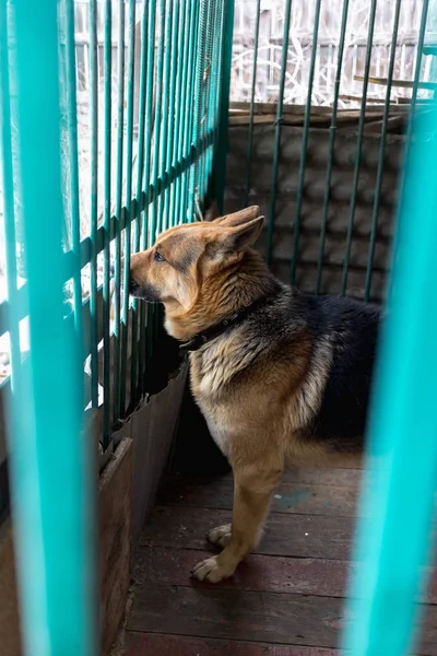 Ownerless dogs in cage stok fotoğraflar | Ownerless dogs in cage ...