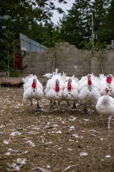 Breeding turkeys on a farm - Stock Image - Everypixel