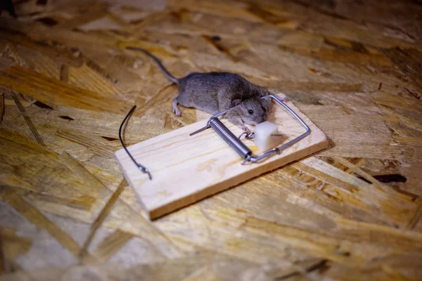 Funny Pictures Of Rats In Traps