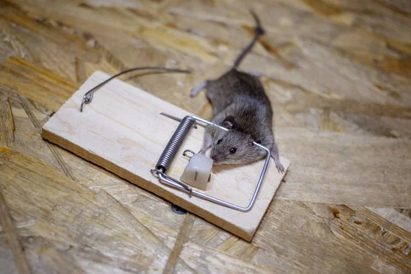 Trampas para ratones fotos de stock, imágenes de Trampas para ratones ...