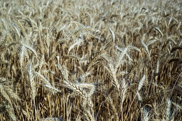 Georgia wheat Stock Photos, Royalty Free Georgia wheat Images ...