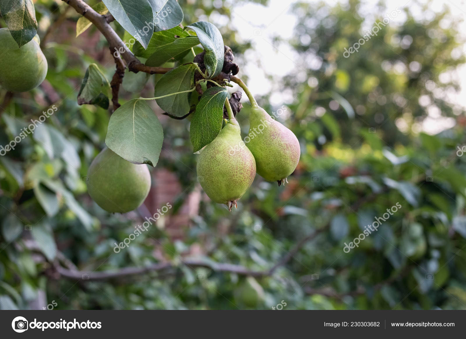 Beautiful Green Pears Tree — Stock Photo © alex862.yandex.ru #230303682