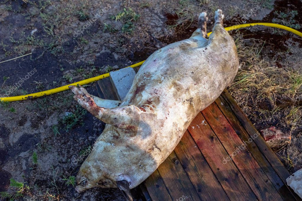 Cerdo muerto después de quemar antes de lavar. 2022