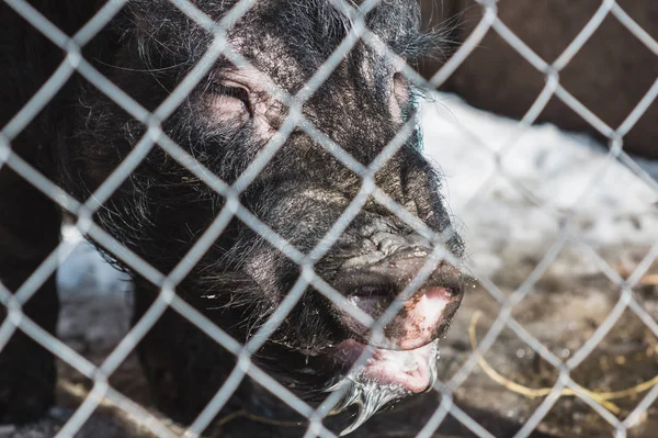 Vietnamese pig behind a mesh fence on a farm. - Stock Image - Everypixel