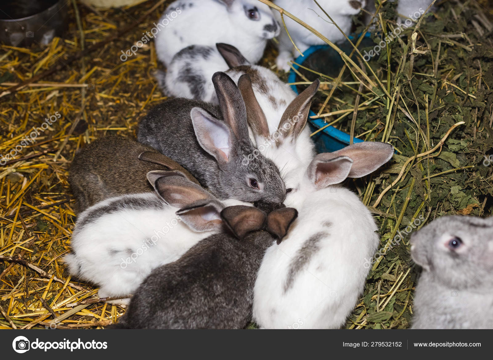 Breeding a large group of rabbits in a small shed. — Stock Photo ...