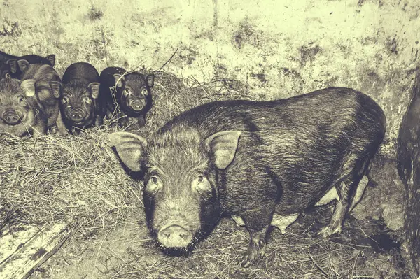 Animal injustice Stock Photos, Royalty Free Animal injustice Images ...