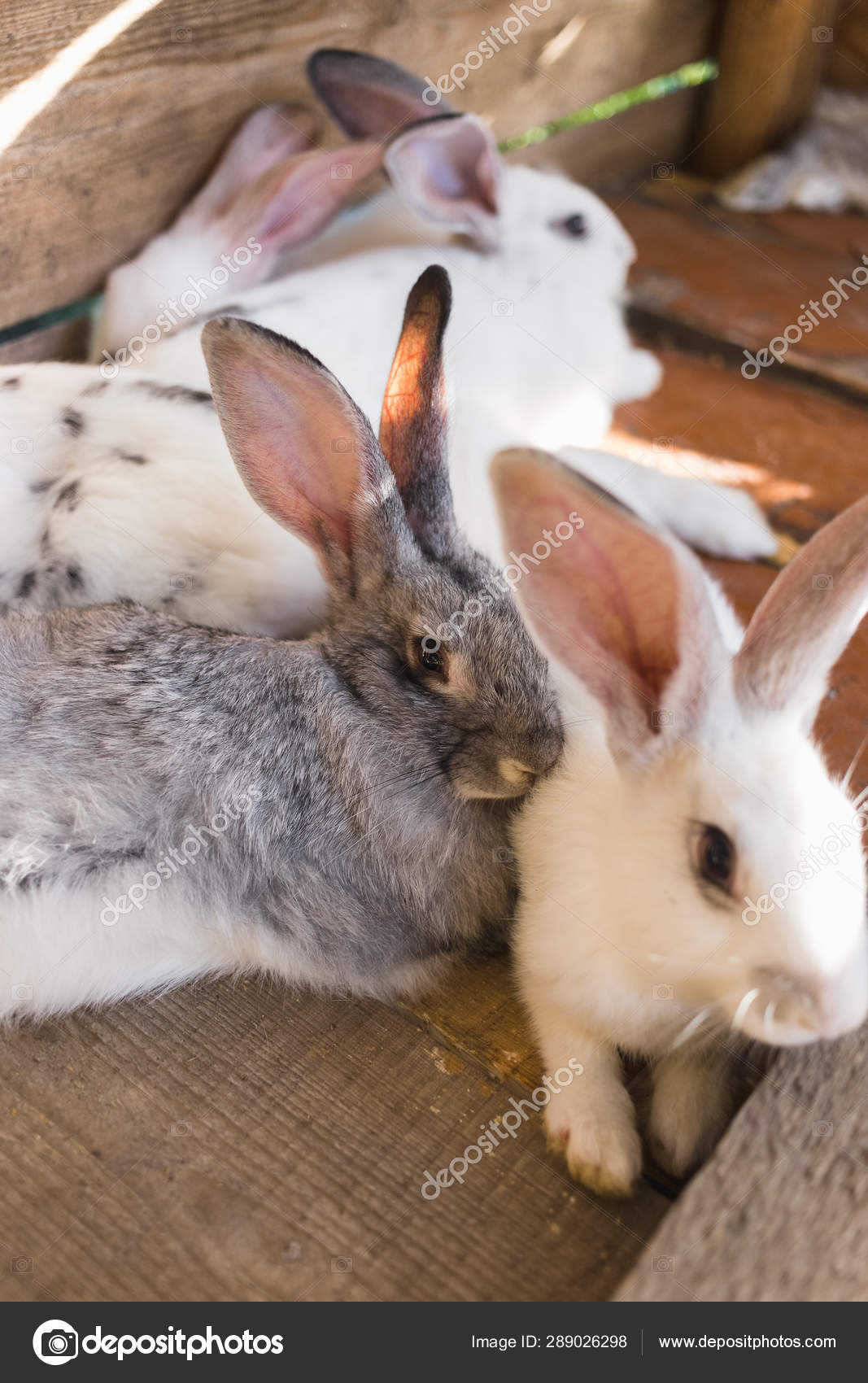 Breeding a large group of rabbits in a small shed. — Stock Photo ...