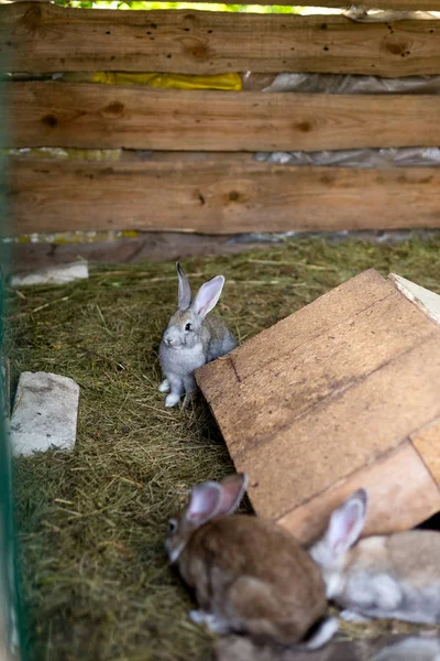 Rabbit farming Stock Photos, Royalty Free Rabbit farming Images ...