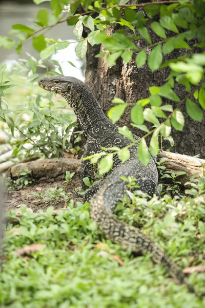 Asian water monitor Stock Photos, Royalty Free Asian water monitor ...