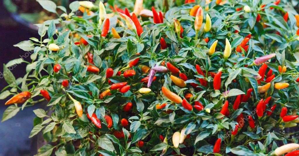 chile (chile, chile, chile o chile) fruta picante de las plantas de ...