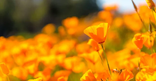 Super bloom Stock Photos, Royalty Free Super bloom Images | Depositphotos