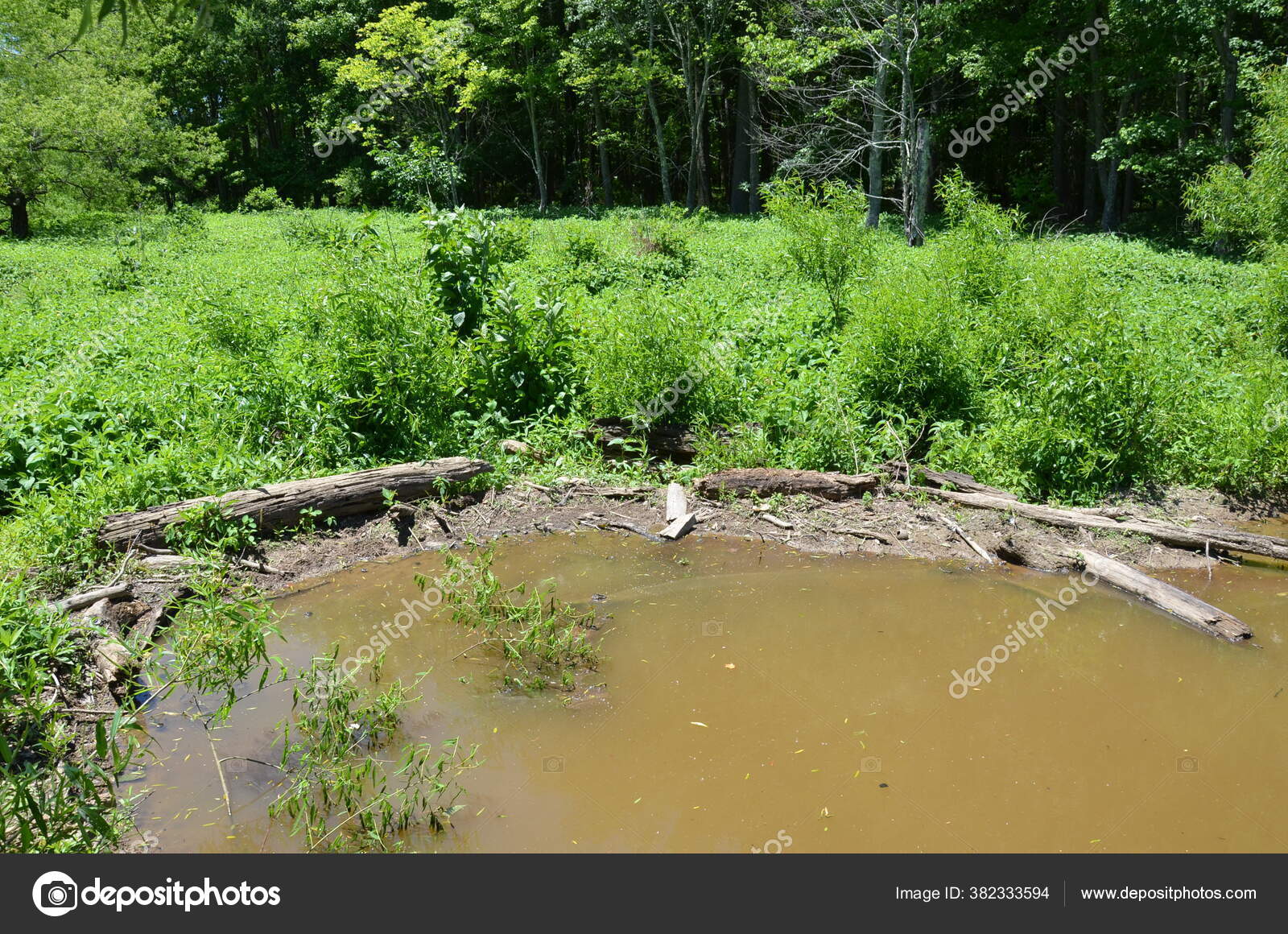 Beaver dam with mud and sticks and branches and water — Stock Photo ...