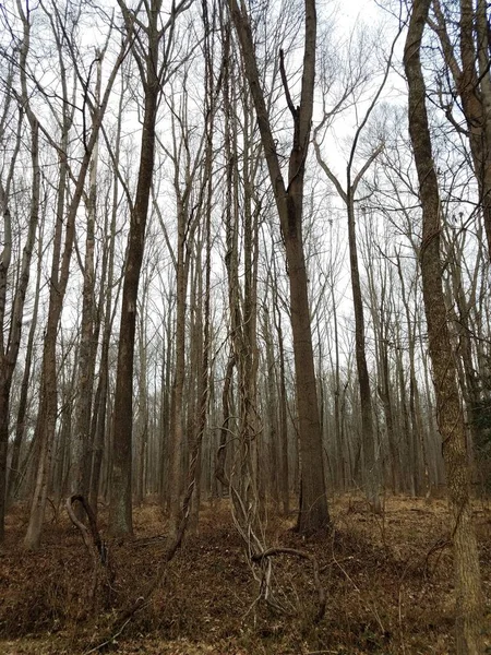invasive vines wrapped around tree in forest or woods - Stock Image ...