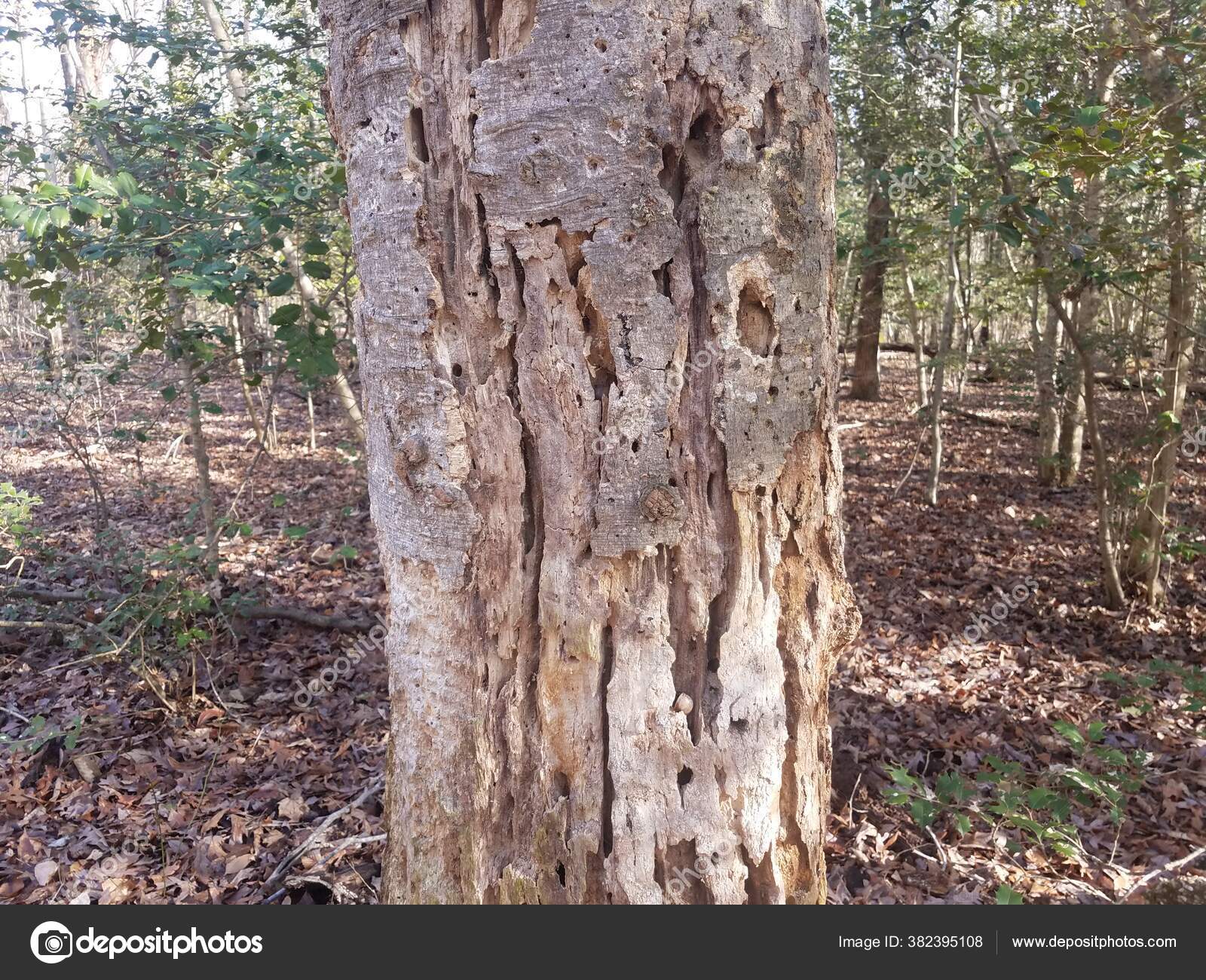 Rotting Tree Trunk Bark Holes Forest Woods — Stock Photo ...