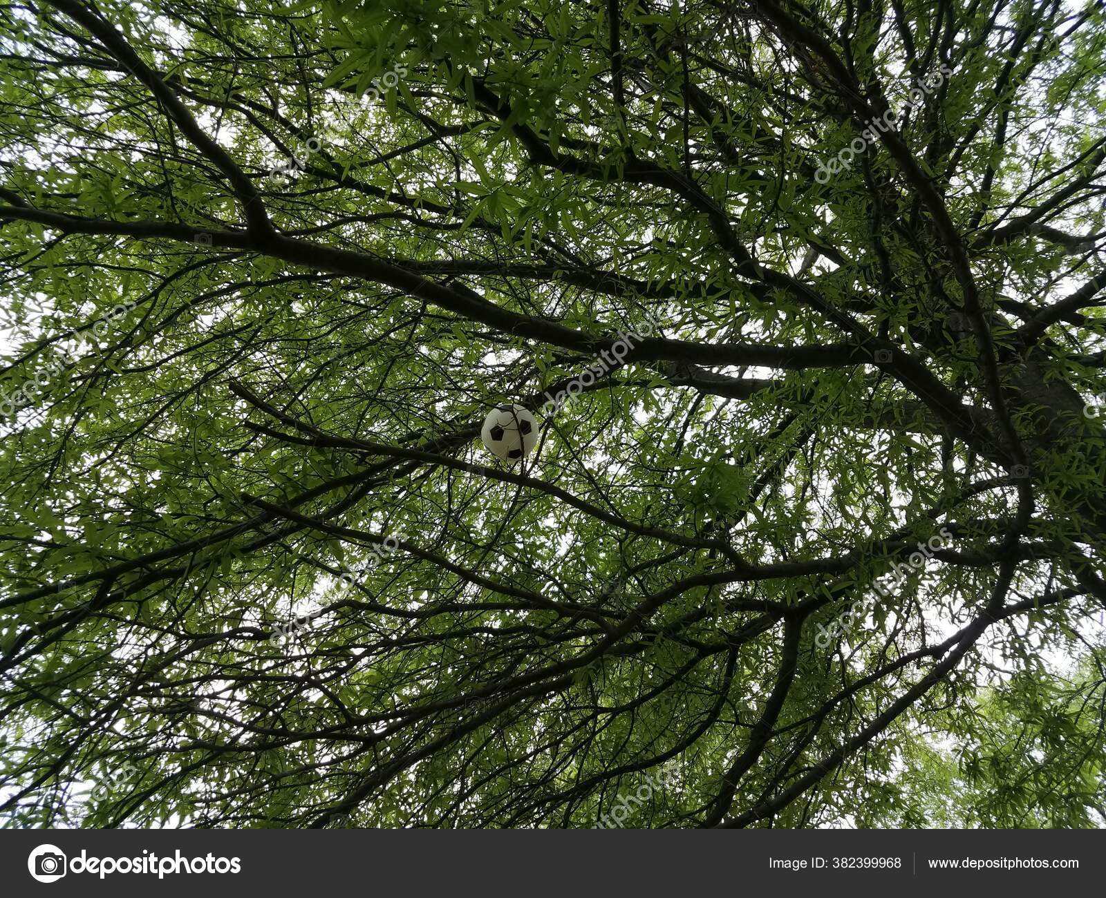 Large Tree Black White Soccer Ball Stuck Branches — Stock Photo ...
