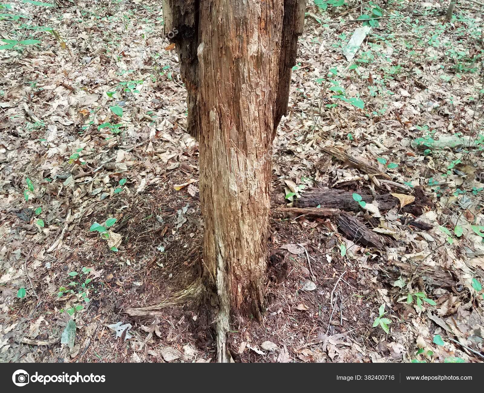 Tree Bark Peeled Stripped Forest Woods — Stock Photo © stockphotofan1 ...