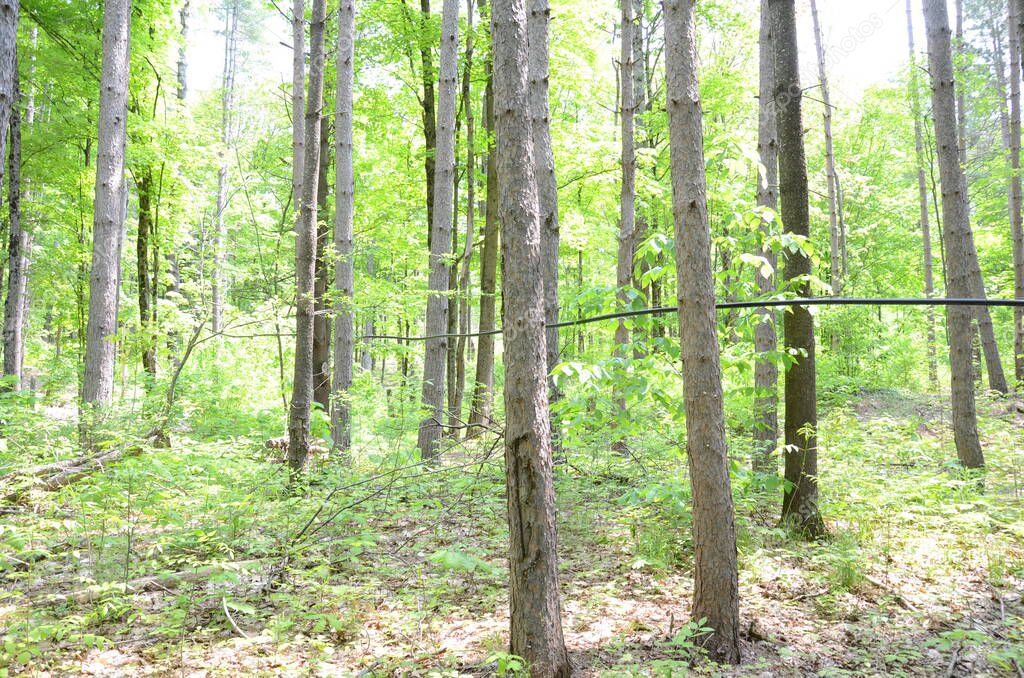tubos de goma en los árboles para la recogida de jarabe de arce en ...