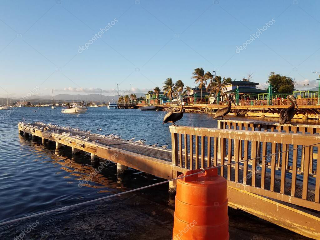 pelícanos y muelle y agua en La Guancha en Ponce, Puerto Rico 2024