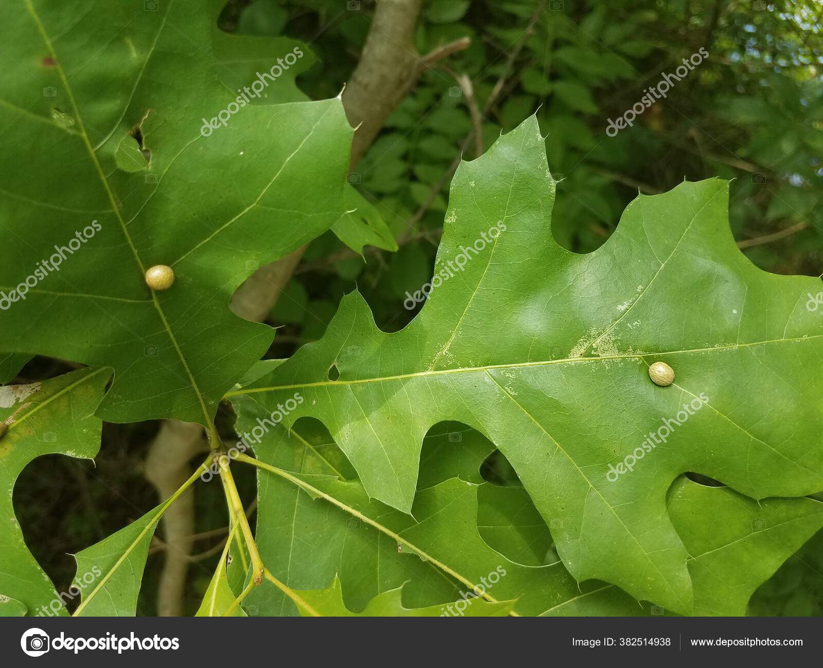 Small Bump Growth Green Oak Tree Leaves — Stock Photo © stockphotofan1 ...
