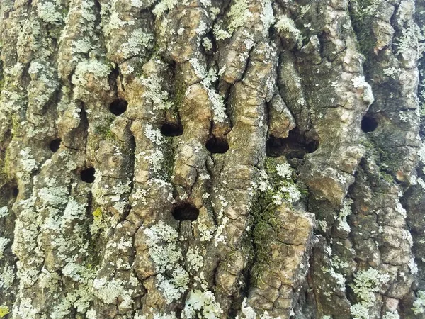 Tree holes Stock Photos, Royalty Free Tree holes Images | Depositphotos