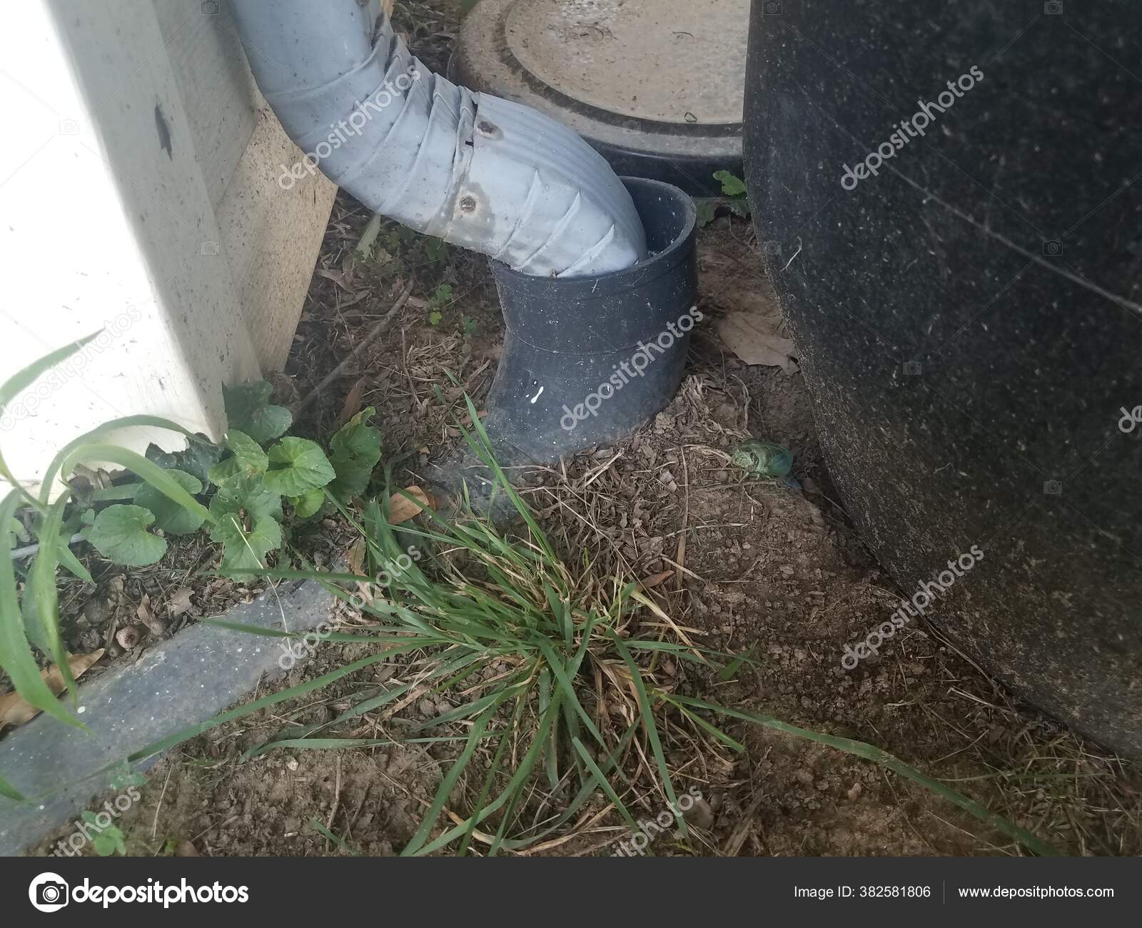 Green Cicada Insect Emerging Shed Skin Gutter Downspout — Stock Photo ...