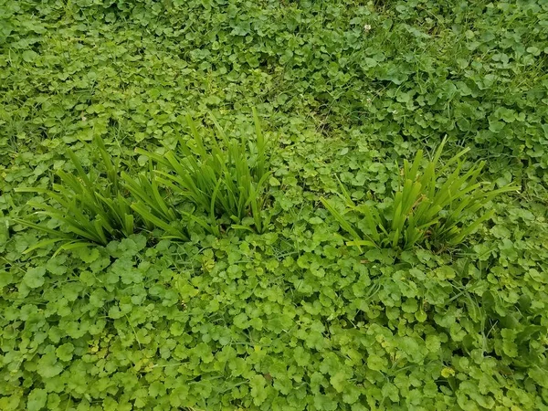 Strange grass Stock Photos, Royalty Free Strange grass Images ...