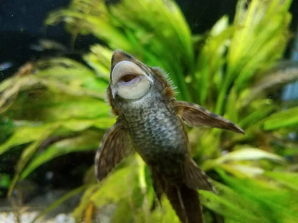 Mean fish stock fotografie, royalty free Mean fish obrázky | Depositphotos