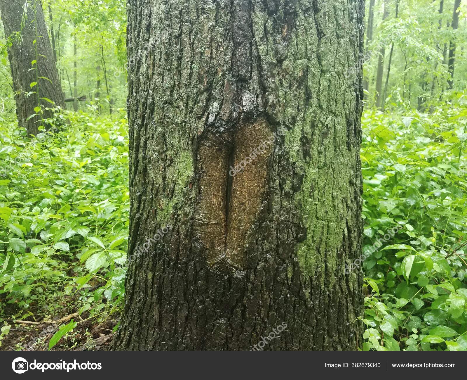 Cut Hole Gash Tree Trunk Woods Forest — Stock Photo © stockphotofan1 ...