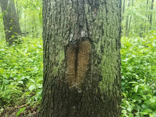 Tronco grosso da árvore Stock Photos, Royalty Free Tronco grosso da ...