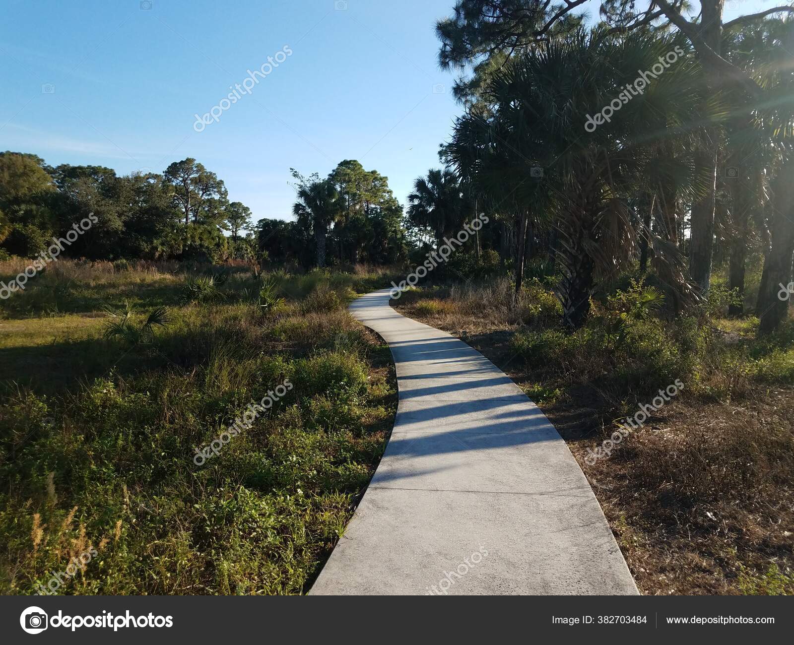 Cement Path Trail Sidewalk Green Plants Trees — Stock Photo ...