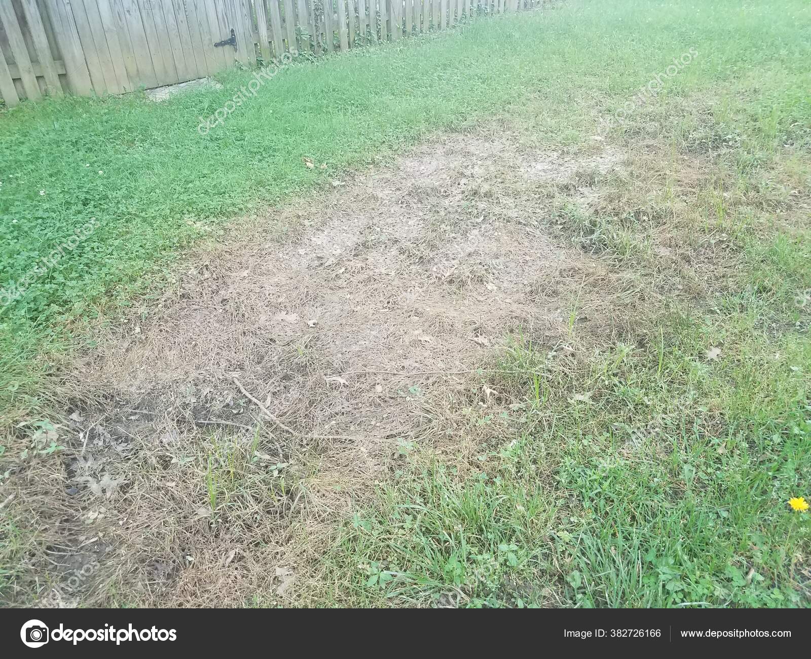 Dead Brown Grass Lawn Yard Green Grass — Stock Photo © stockphotofan1 ...