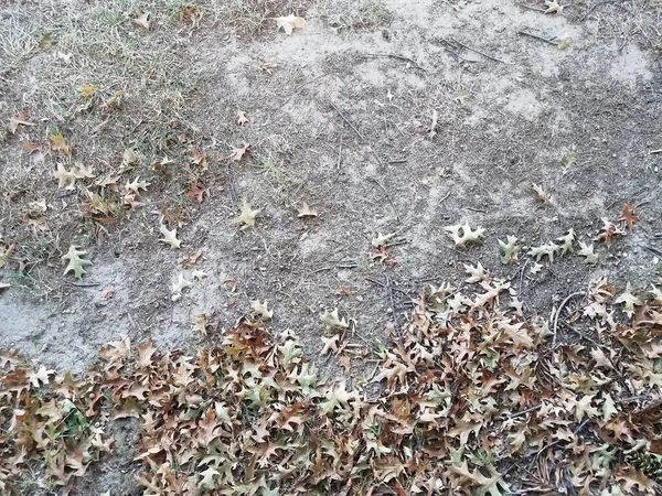 This replant Stock Photos, Royalty Free This replant Images | Depositphotos