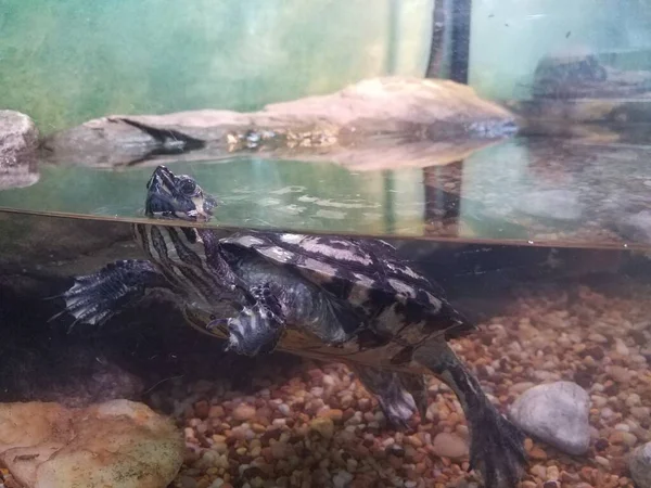 Ten inch mutant ninja turtle картинки, стокові Ten inch mutant ninja ...