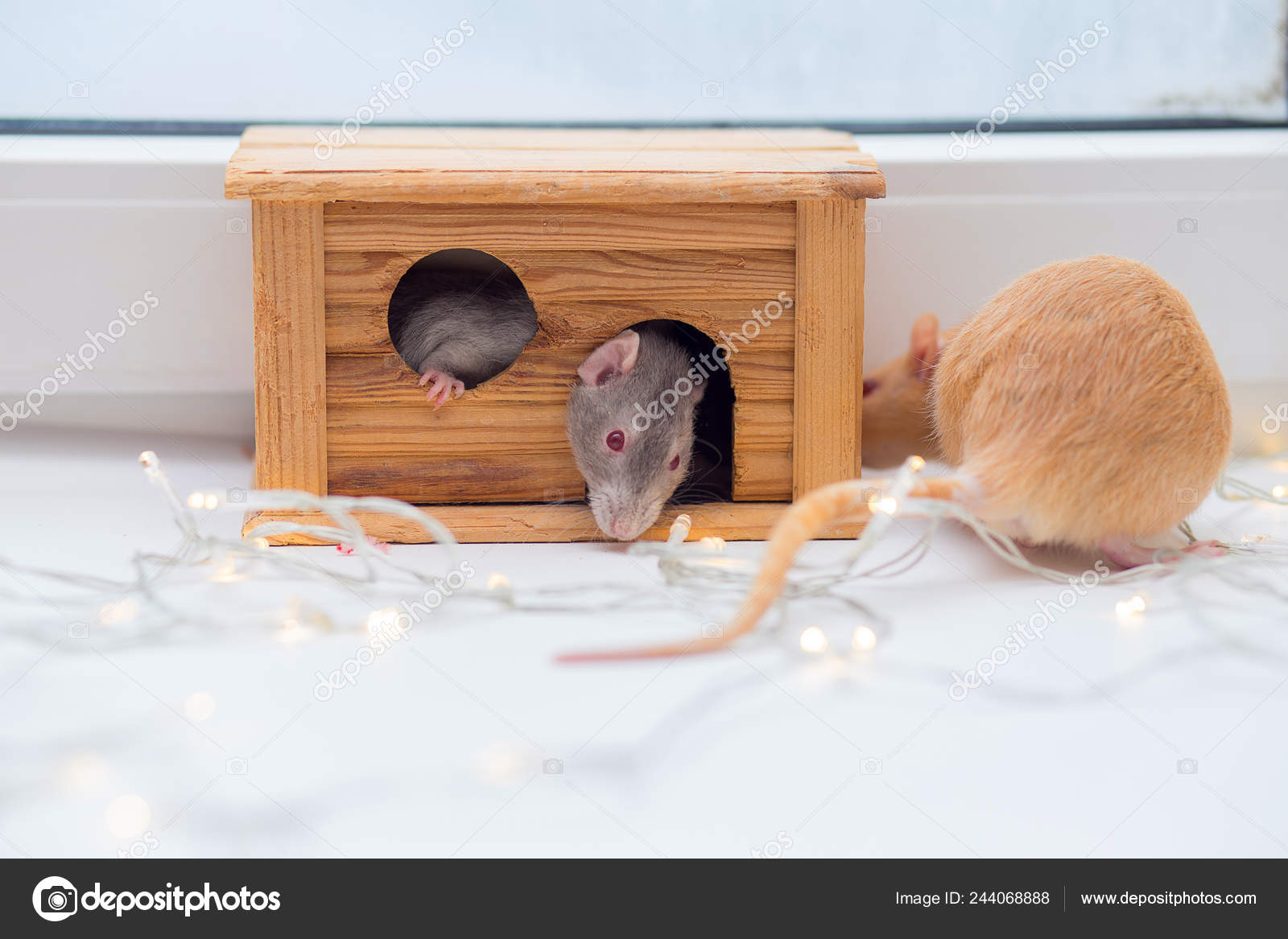 Two Domestic Rats Play Small Wooden Lodge — Stock Photo ...