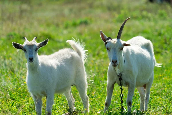 Velké kozy stock fotografie, royalty free Velké kozy obrázky ...