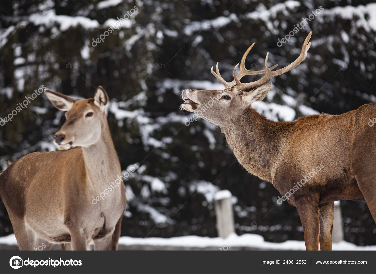 Roe Deer Noble Deer Stag Winter Snow Stock Photo by ©melis82 240612552