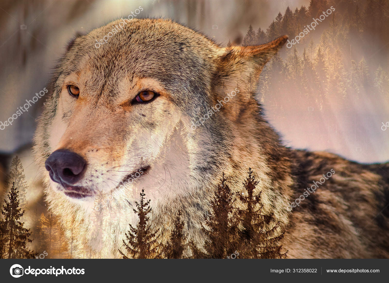 Double Exposure Wolf Pine Forest Concept Our Forests Wildlife Fight ...