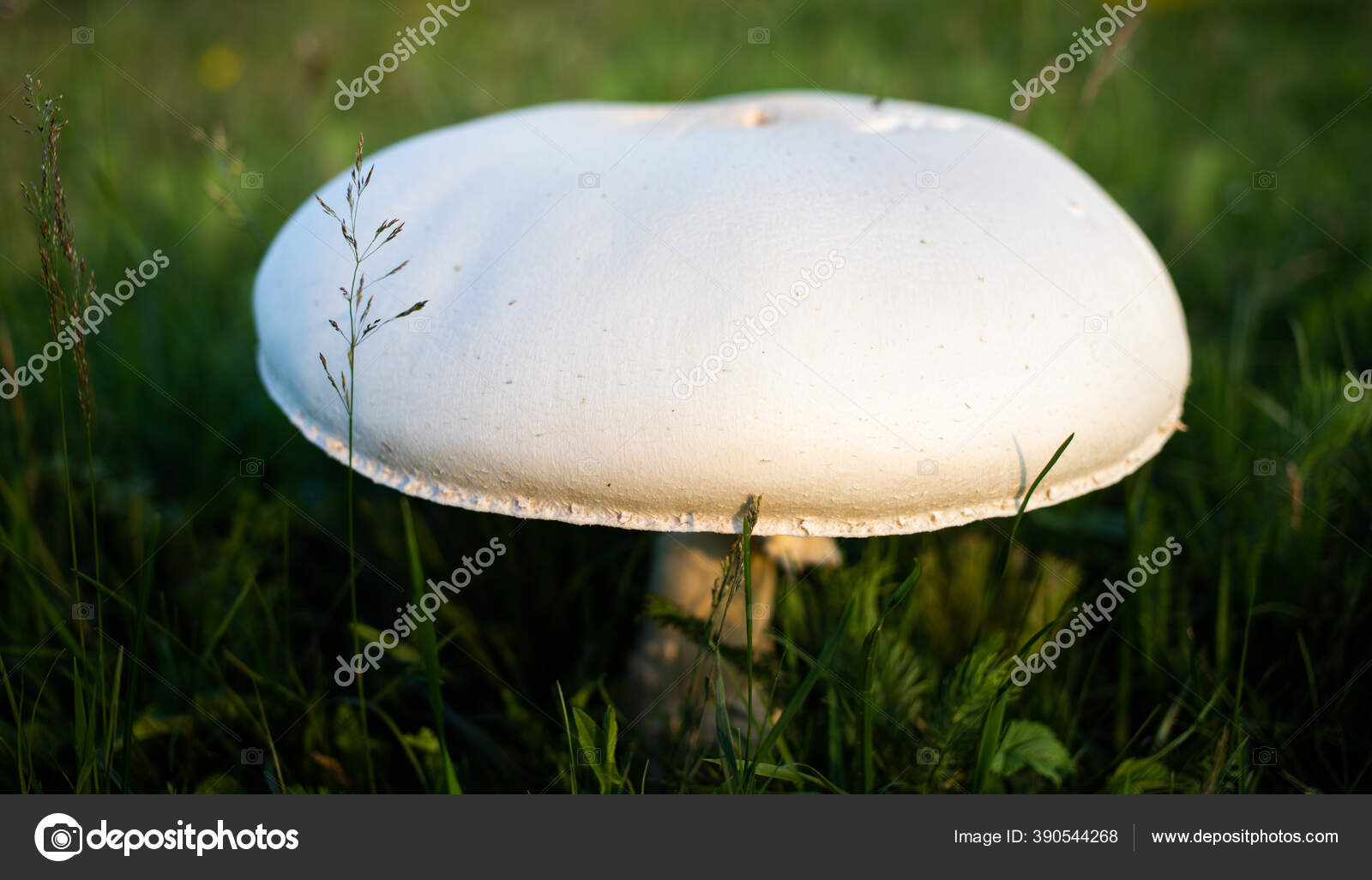 Giant Champignon Mushroom Field Stock Photo by ©melis82 390544268
