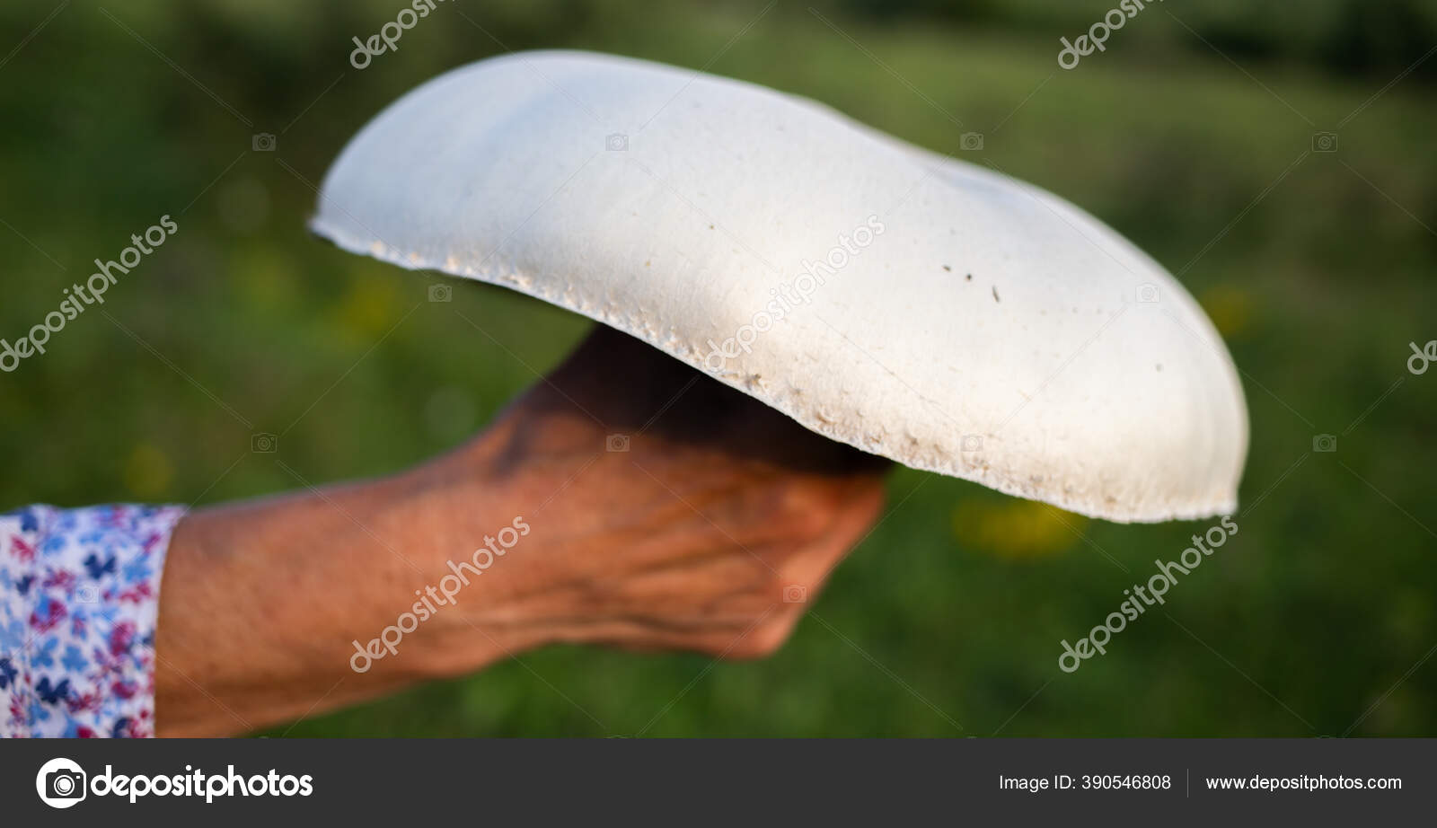 Giant Champignon Mushroom Field Stock Photo by ©melis82 390546808