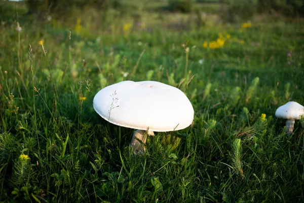 Giant Champignon Mushroom Field Stock Photo by ©melis82 390544268