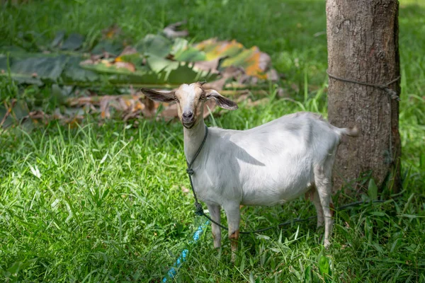 Chinese knot goat Stock Photos, Royalty Free Chinese knot goat Images ...
