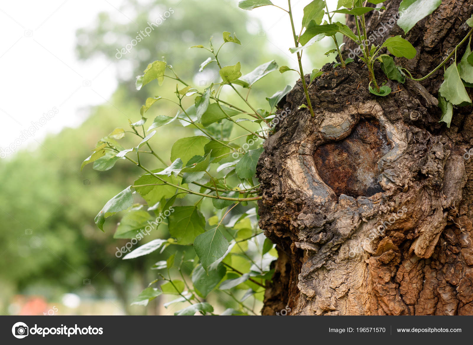 Primer Plano Álamo Con Hojas Verdes Parque — Foto de stock ...